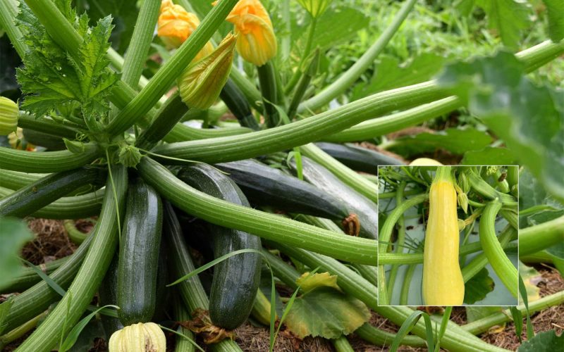 Recipes: Summer Zucchini Squash – The Farmhouse Gourmet